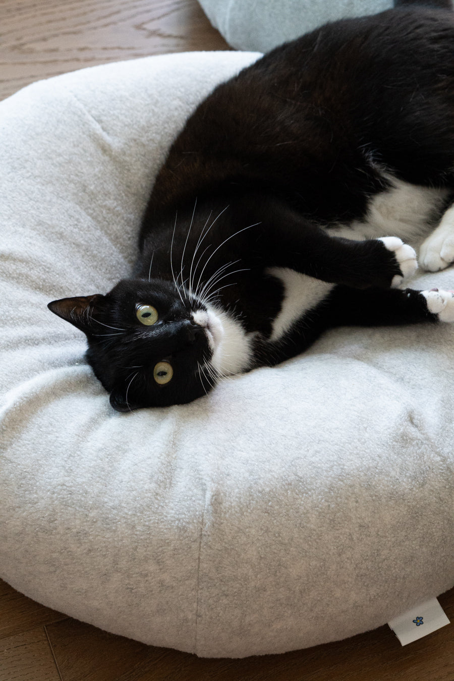 Mochi Pudding Bed – Ocatnip