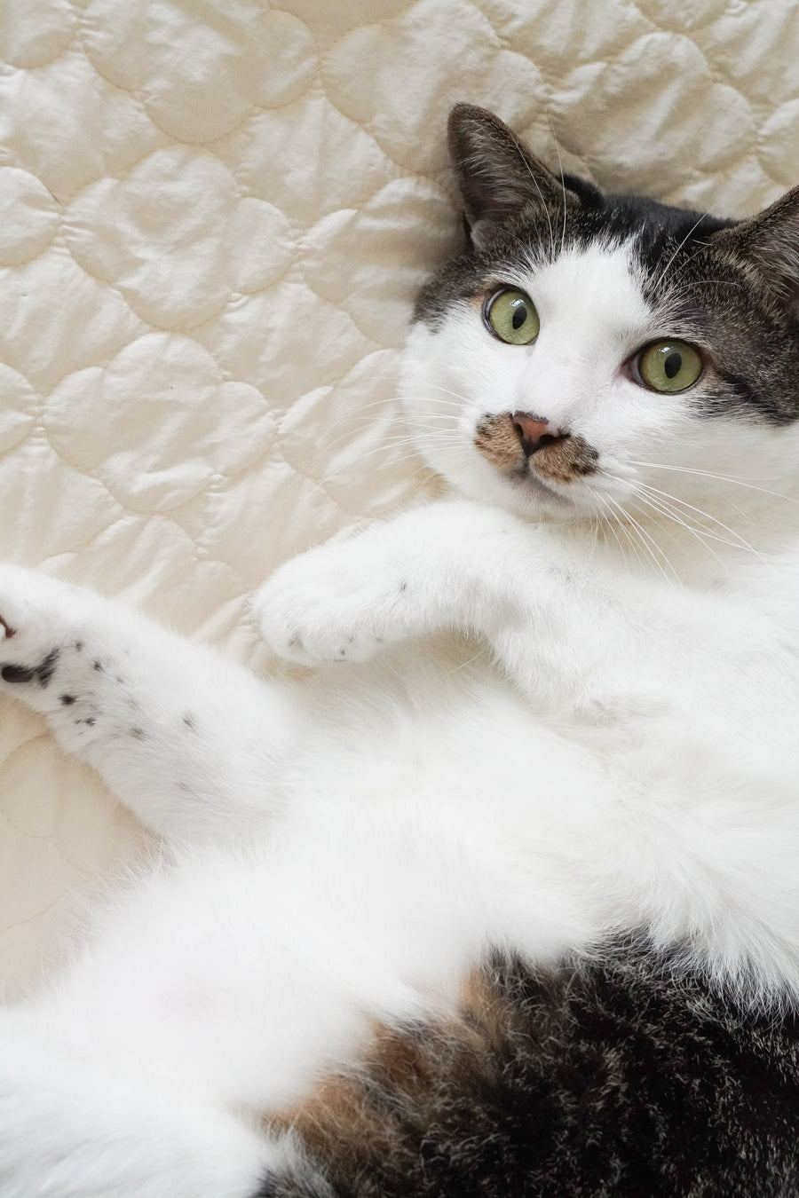 Cream Puff Bed – Ocatnip